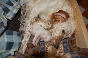 Accueil - Elevage Du Manoir Des Monts D'Olmes - eleveur de chiens ...